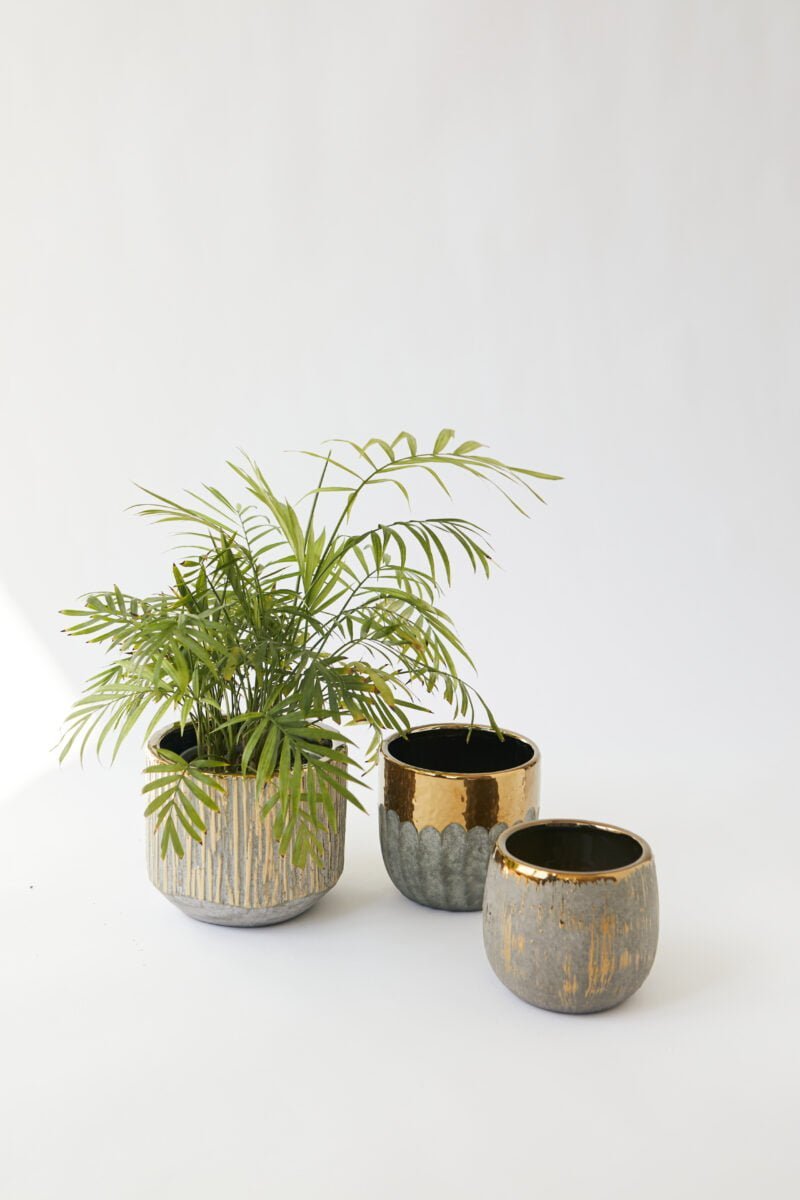 Molinis vazonas paauksuotomis detalėmis — Story by Nature