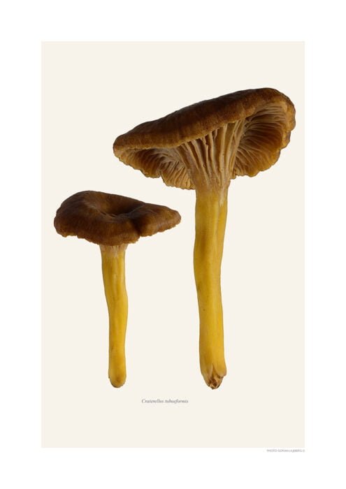 Printas “Rudoji voveraitė” — Story by Nature