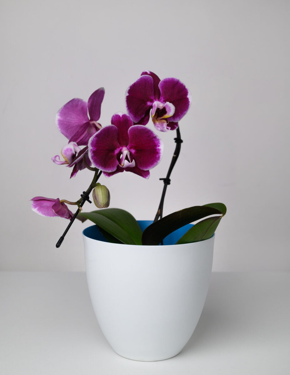 Porcelianinis baltas vazonas — Story by Nature